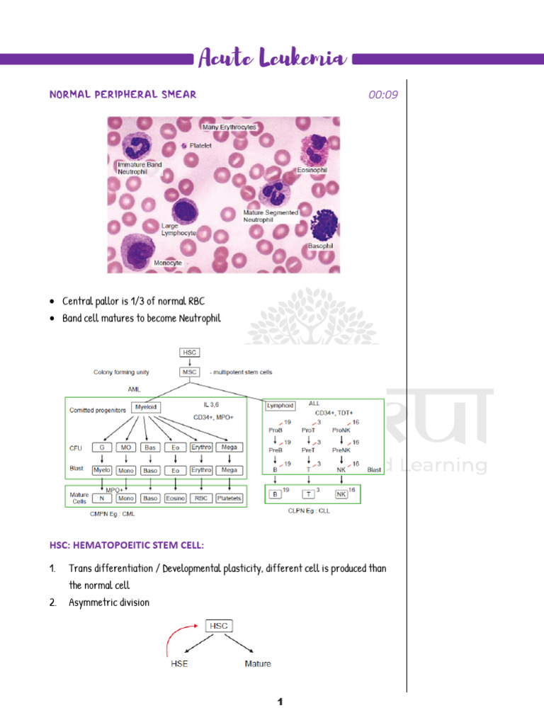 Acute leukemia | PDF | Haematopoiesis | Hematopoietic Stem Cell