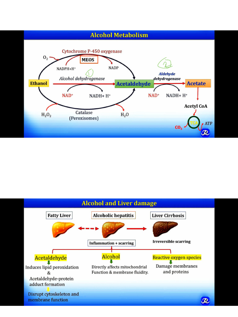 Ethanol Metabolism and Health Effects | PDF