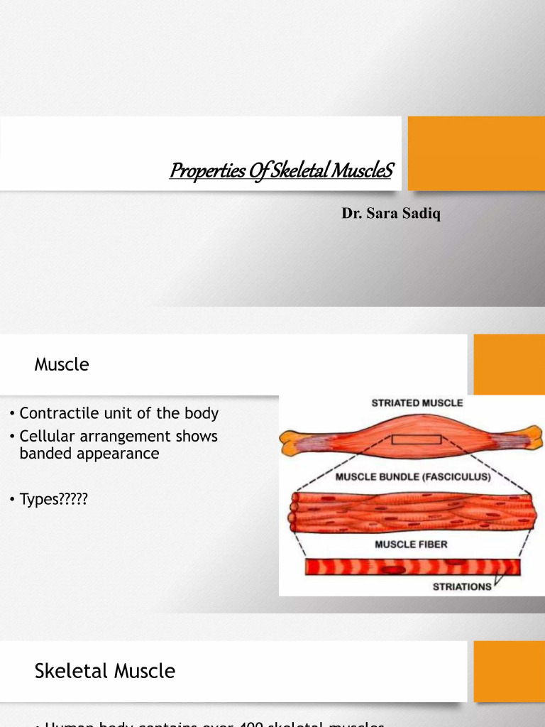 Properties of Skeletal Muscle and Sliding Filament Theory | PDF