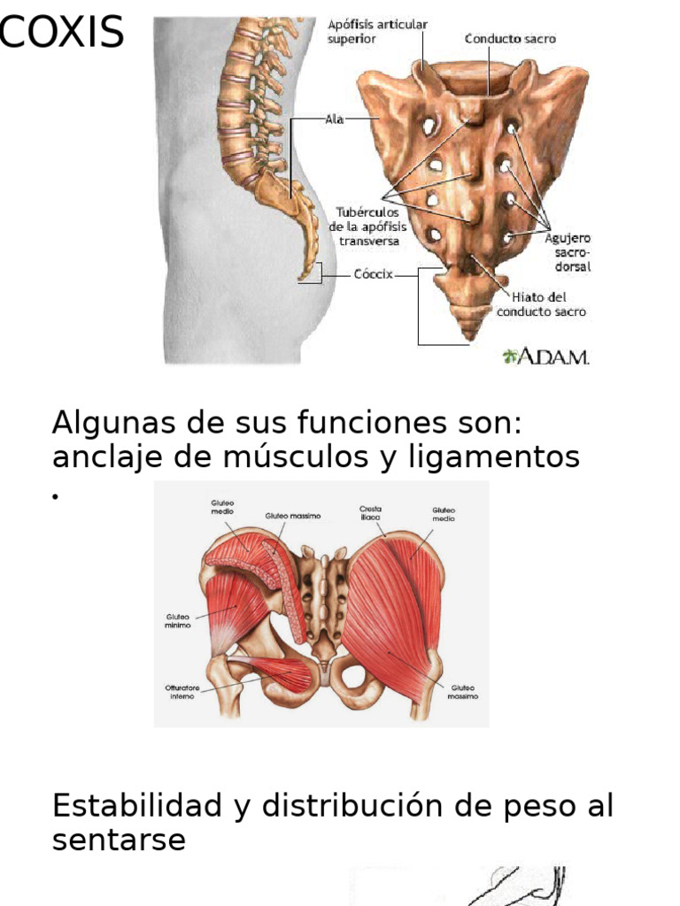 COXIS | PDF | Ciencia y matemáticas