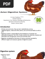 Bird Digestive System | PDF | Digestion | Gastrointestinal Tract