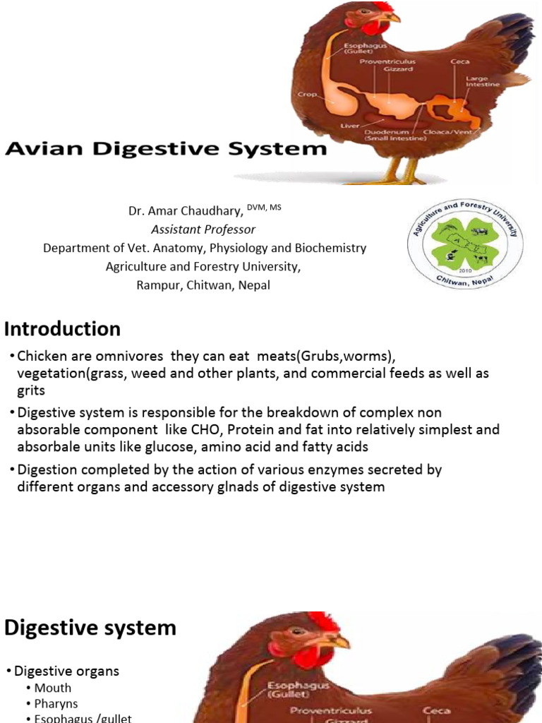 Avian digestion | PDF | Digestion | Small Intestine