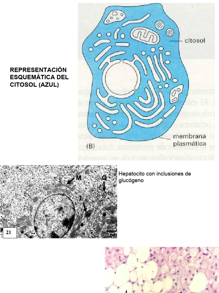 2B - Estructura y Fisiología Celular | PDF | Mitocondria | Retículo ...