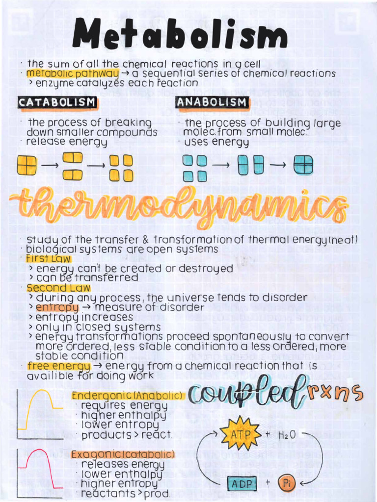 All About Metabolism Cheats | PDF | Technology & Engineering
