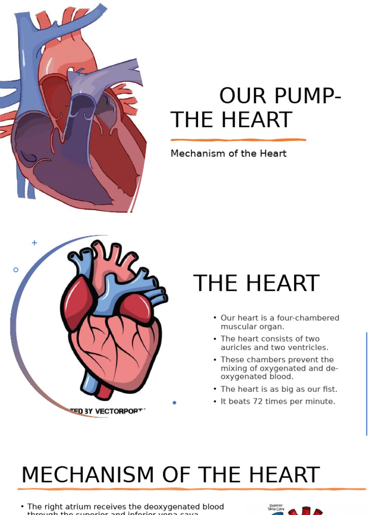 Heart Pumping Mechanism Explained | PDF