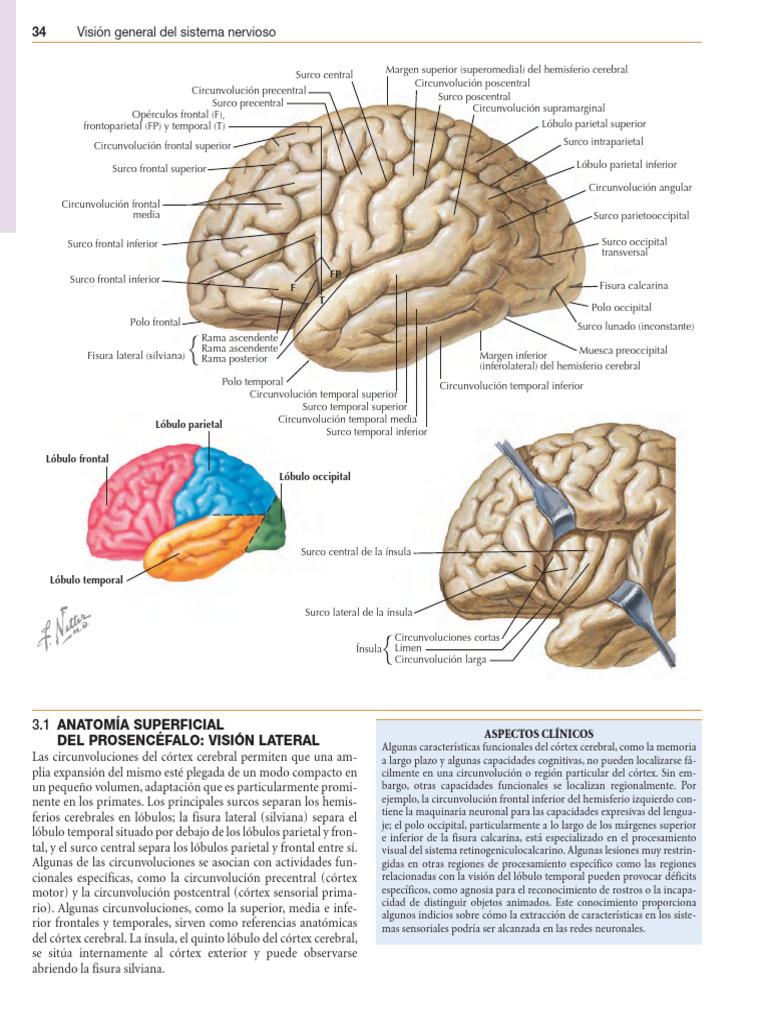 Netter Atlas de Neurociencia-49 | PDF | Lóbulo temporal | Corteza Insular
