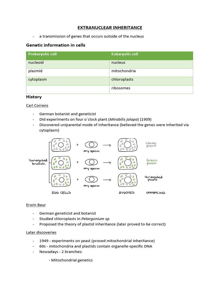 Extranuclear Inheritance Notes | PDF | Plasmid | Mitochondrion