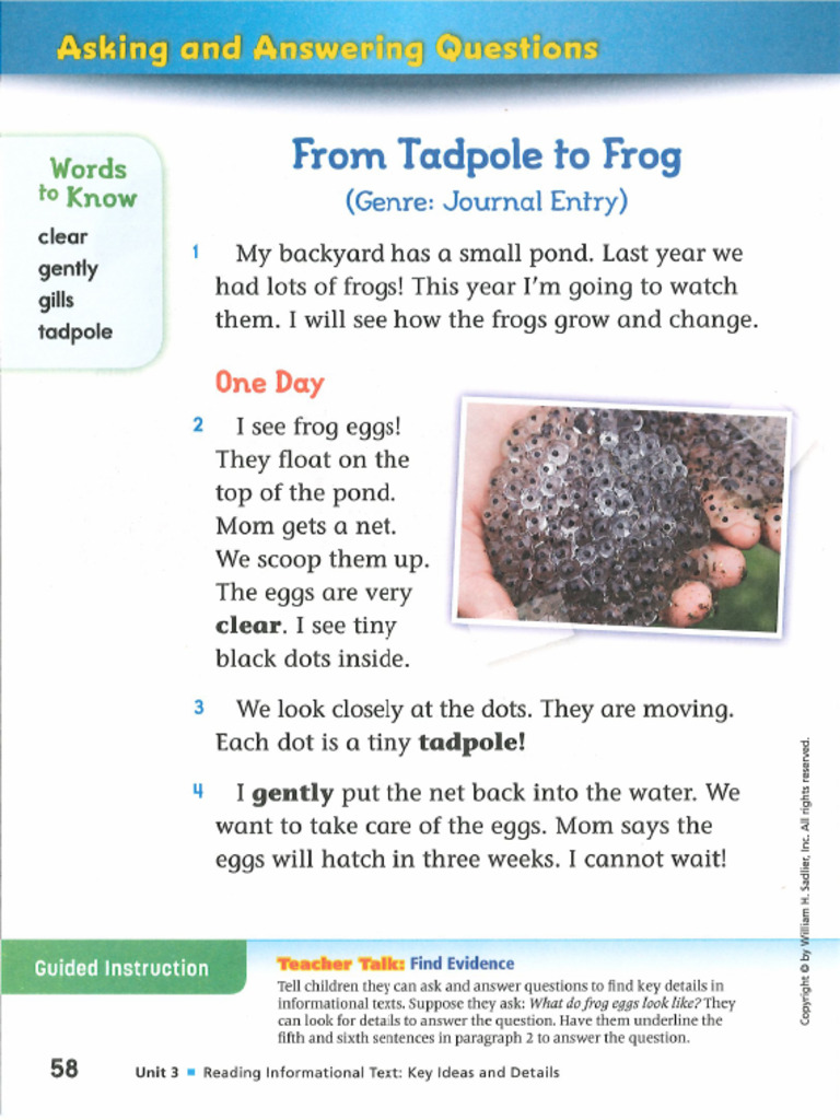 From Tadpole To Frog | PDF