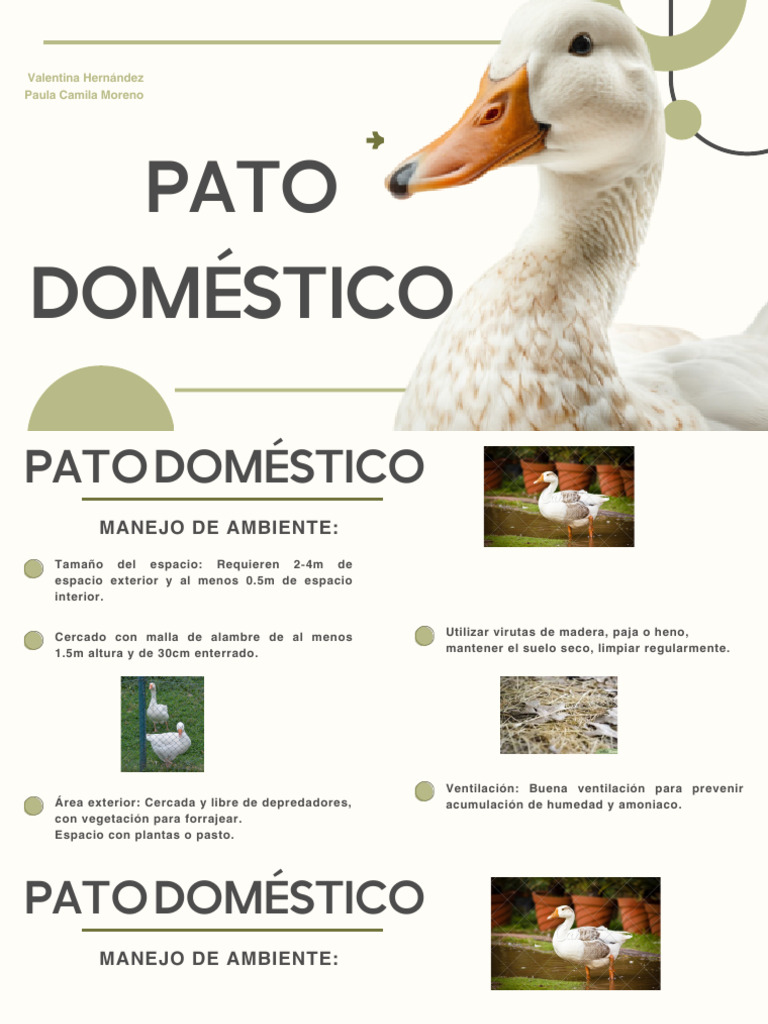 Pato Domestico | PDF | Pato | Agua