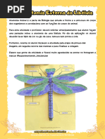 Anatomia da Borboleta: Estruturas e Funções | PDF | Anatomia | Corpo humano