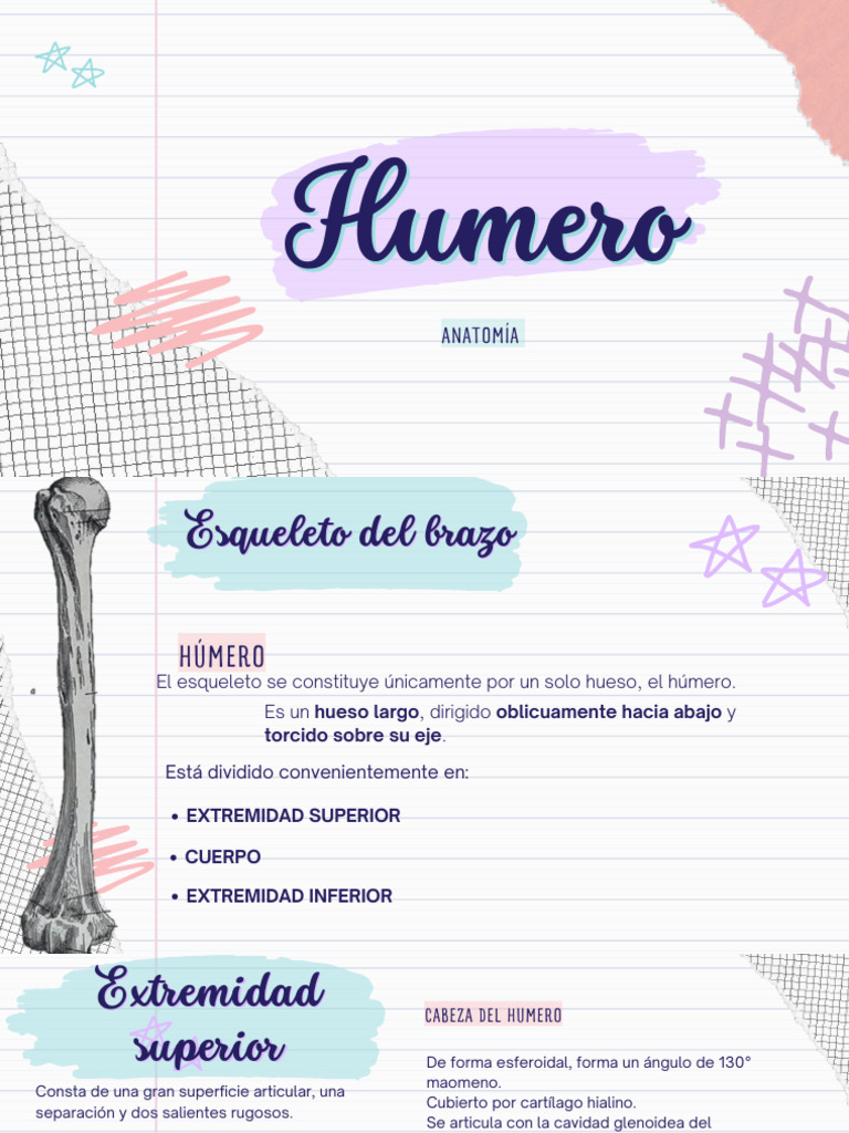 4-. Humero | PDF | Anatomía humana | Extremidades (anatomía)