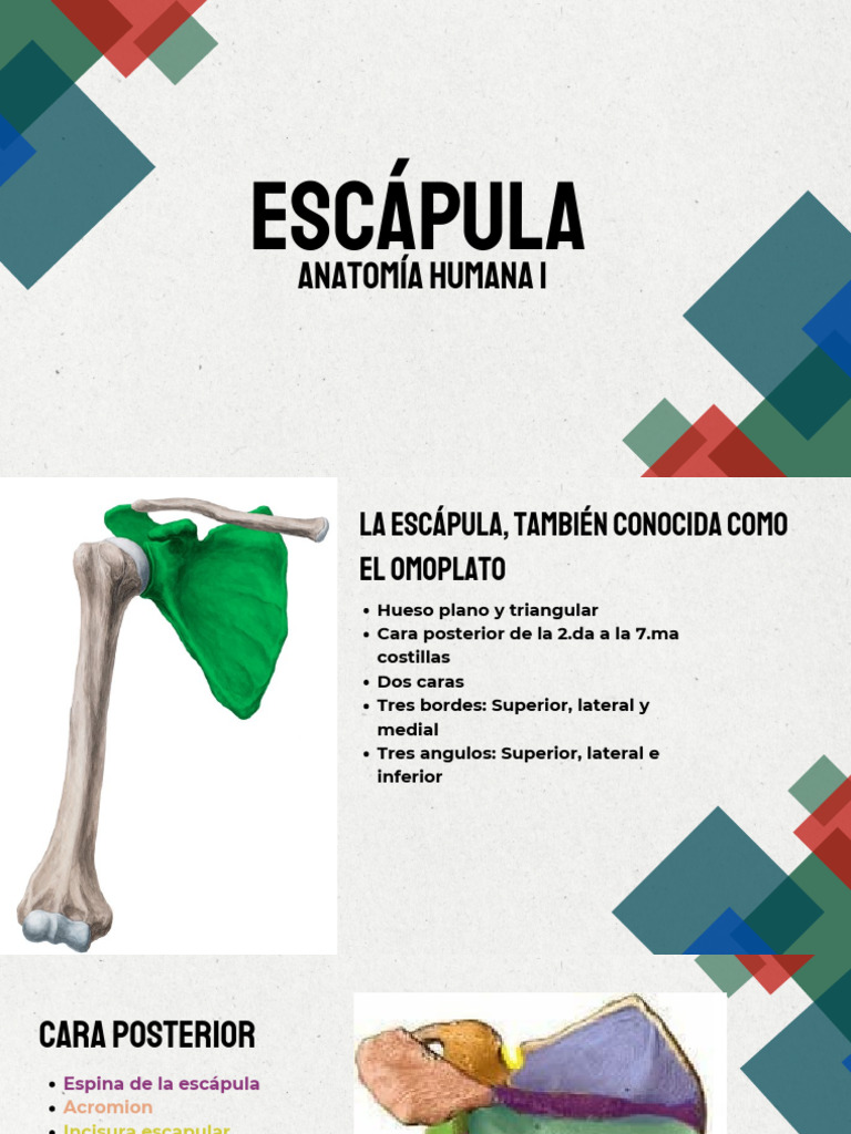 Escapula | PDF | Sistema musculoesquelético | Anatomía humana