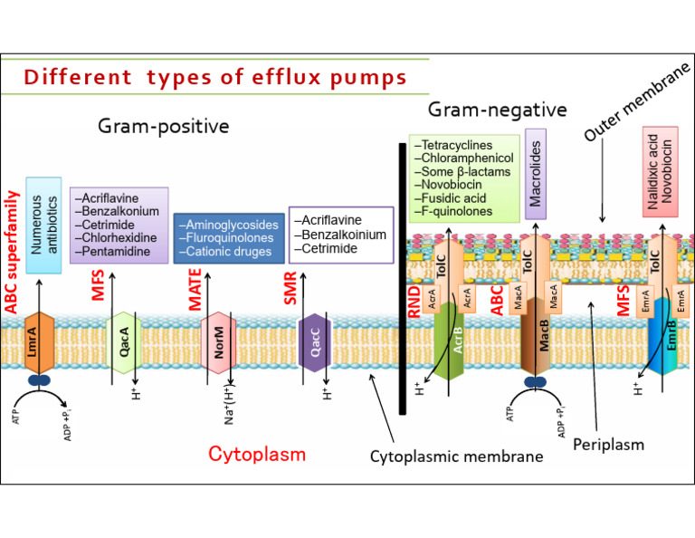 Types of Efflux Pumps - Antibiotics | PDF | Structural Biology ...