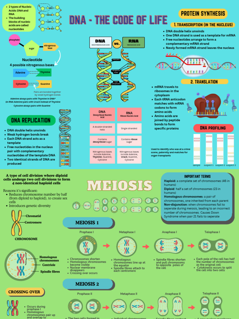 Bio One Page Summaries | PDF | Meiosis | Menstrual Cycle