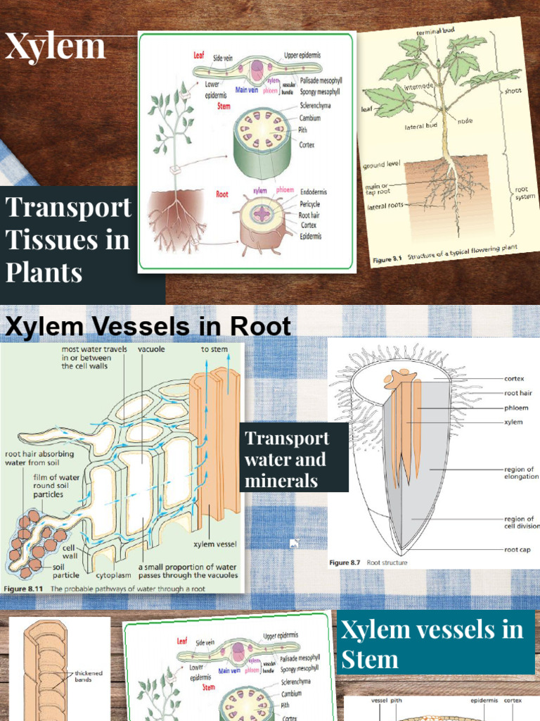 Xylem in Plants | PDF | Science & Mathematics