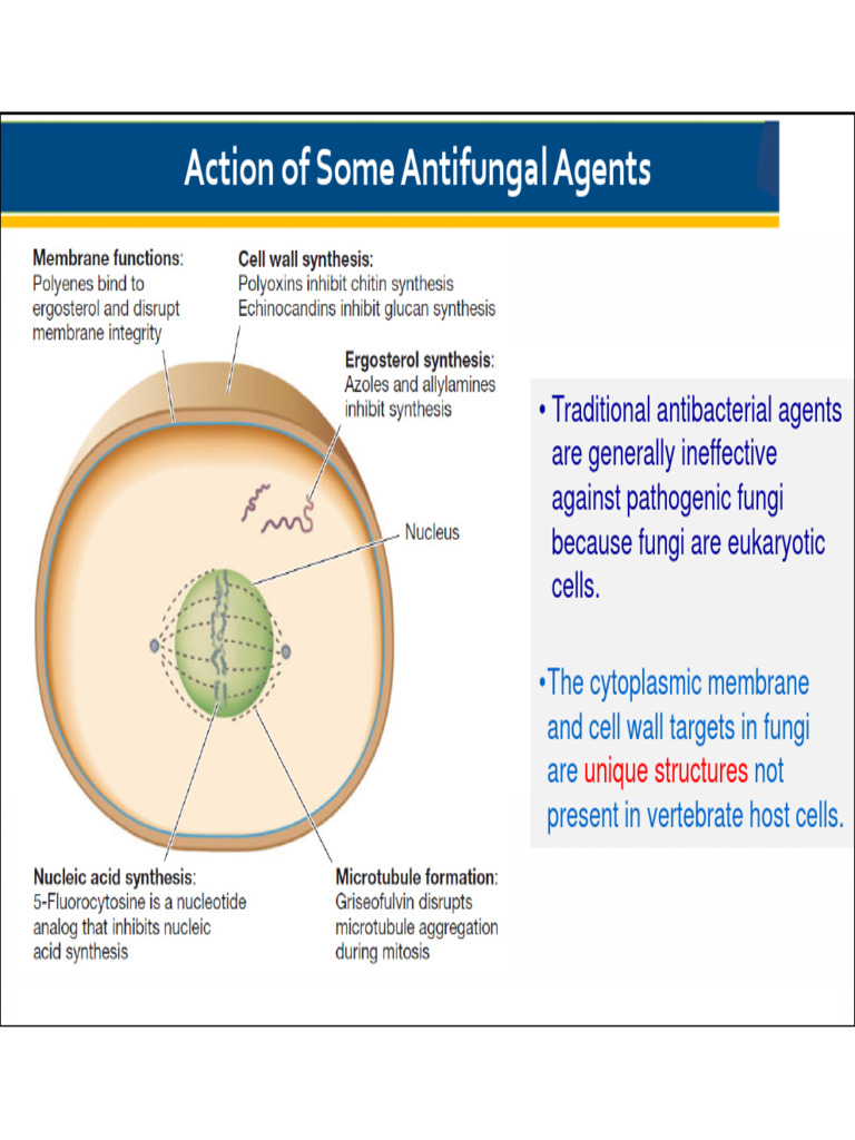 The Mechanism of Action of Some Antifungal Drugs | PDF