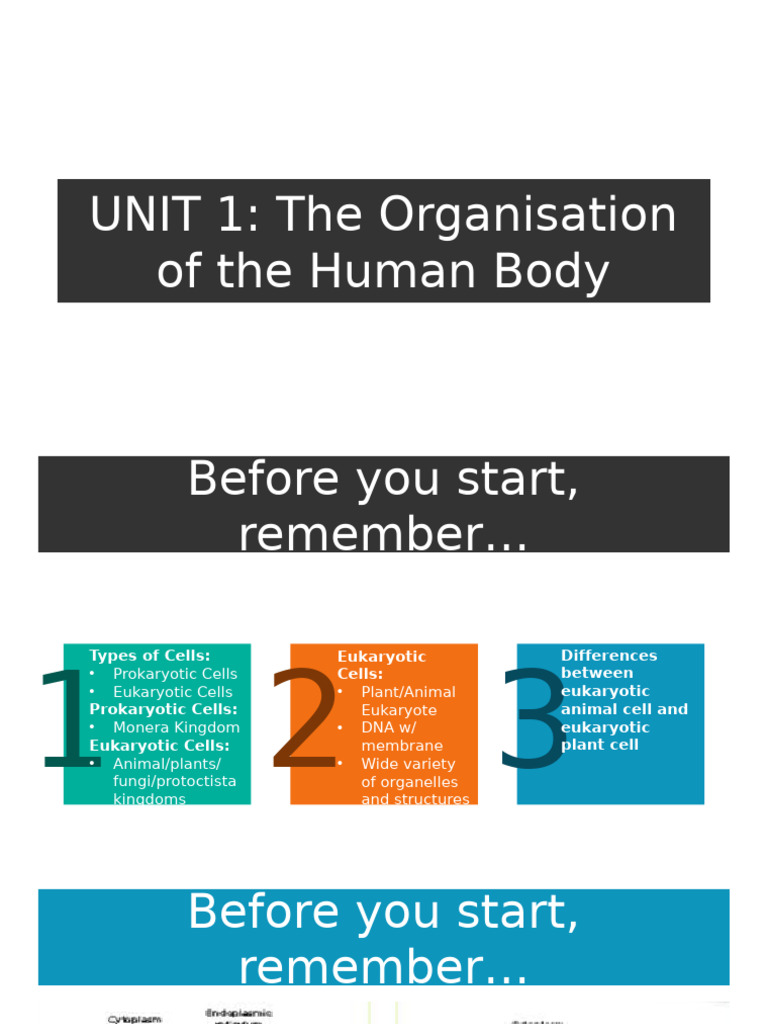 Unit 1 - Organization of Living Things | PDF | Cell (Biology) | Tissue ...