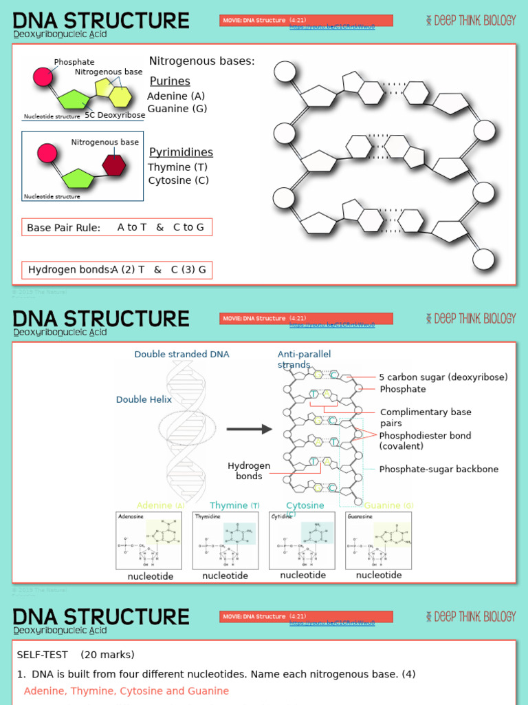 DNA Structure | PDF | Nucleotides | Dna