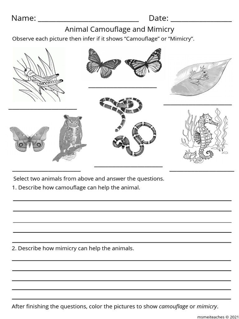Camouflage and Mimicry Worksheet | PDF | Games & Activities