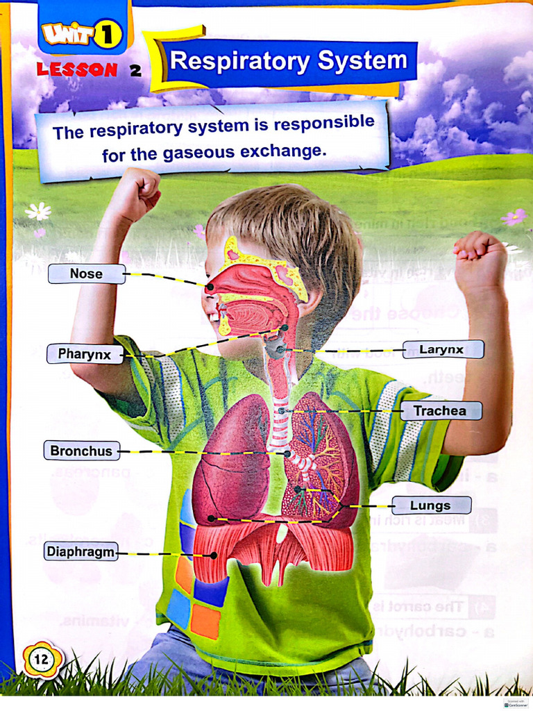 Respiratory System in Color | PDF