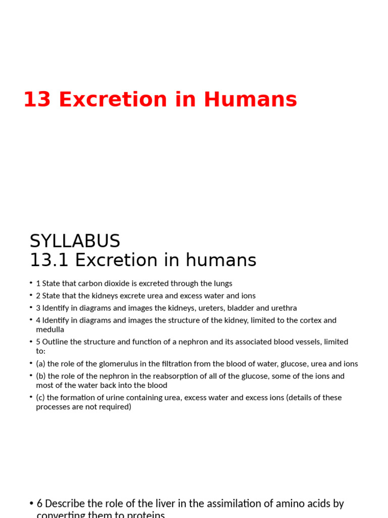 13 Excretion in Humans | PDF | Kidney | Liver
