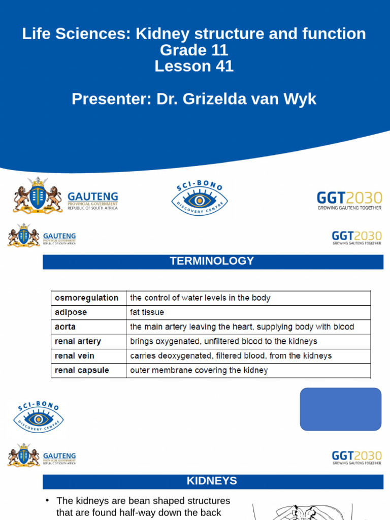 Life Sciences Gr.11 Lesson 41 Kidney Structure and Function | PDF