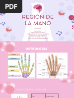 Anatomía de las Falanges de la Mano | PDF | Mano | Articulación