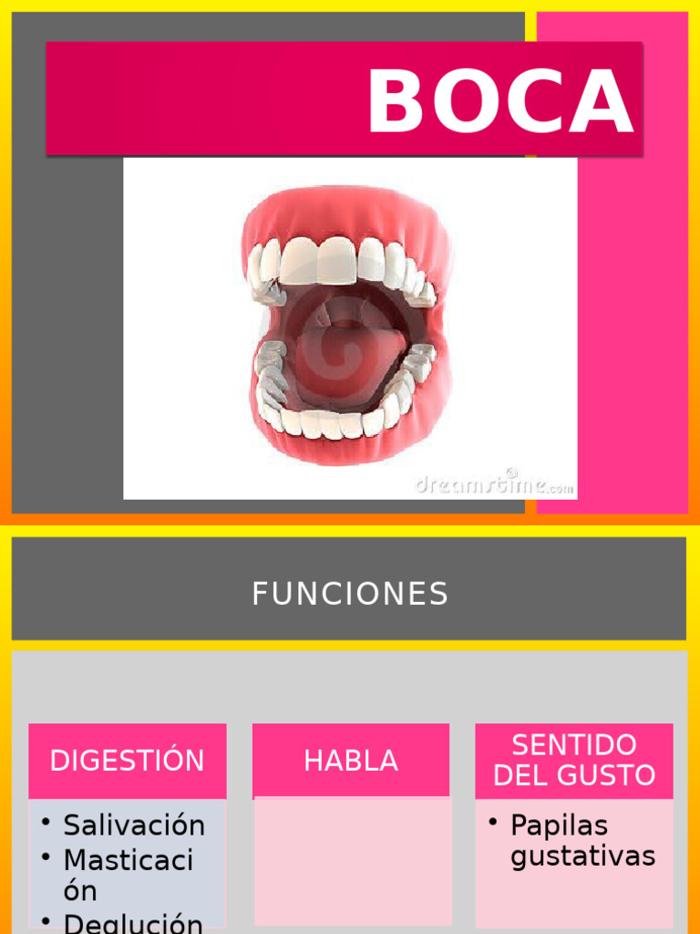 Funciones de la Boca en la Digestión | PDF | Lengua | Boca