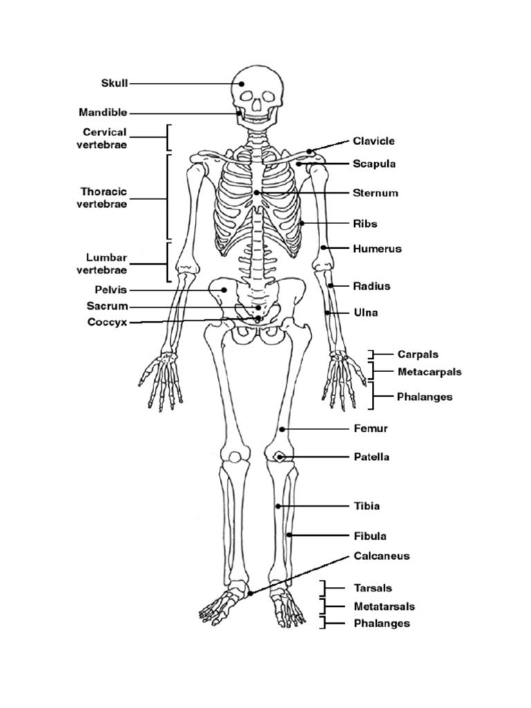 Skeletal System | PDF