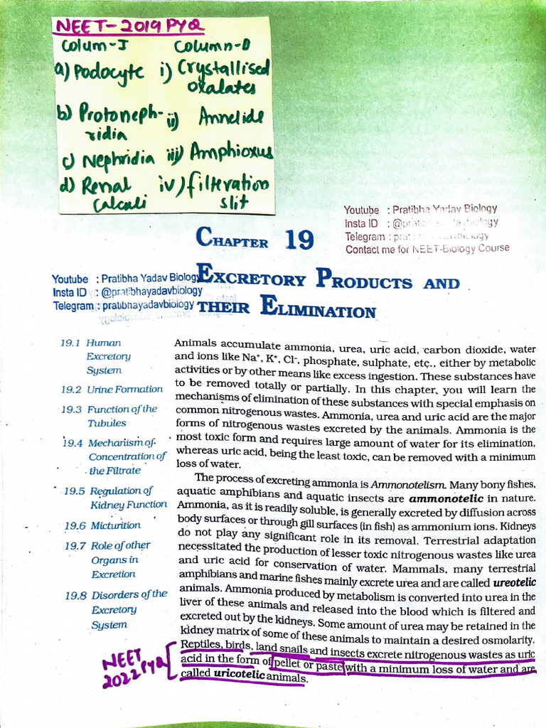 PYMam NCERTXI Ch19-Excretory Products and Their Elimination | PDF | Angiotensin | Urinary System