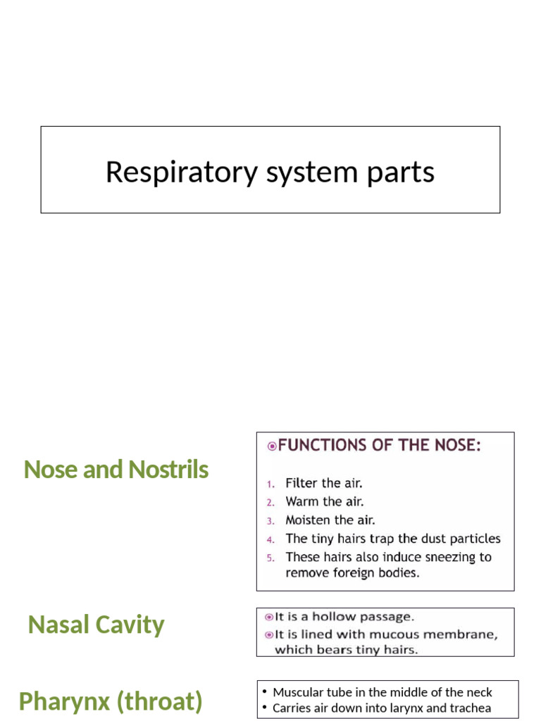 Respiratory System Parts in Details Extra | PDF | Wellness