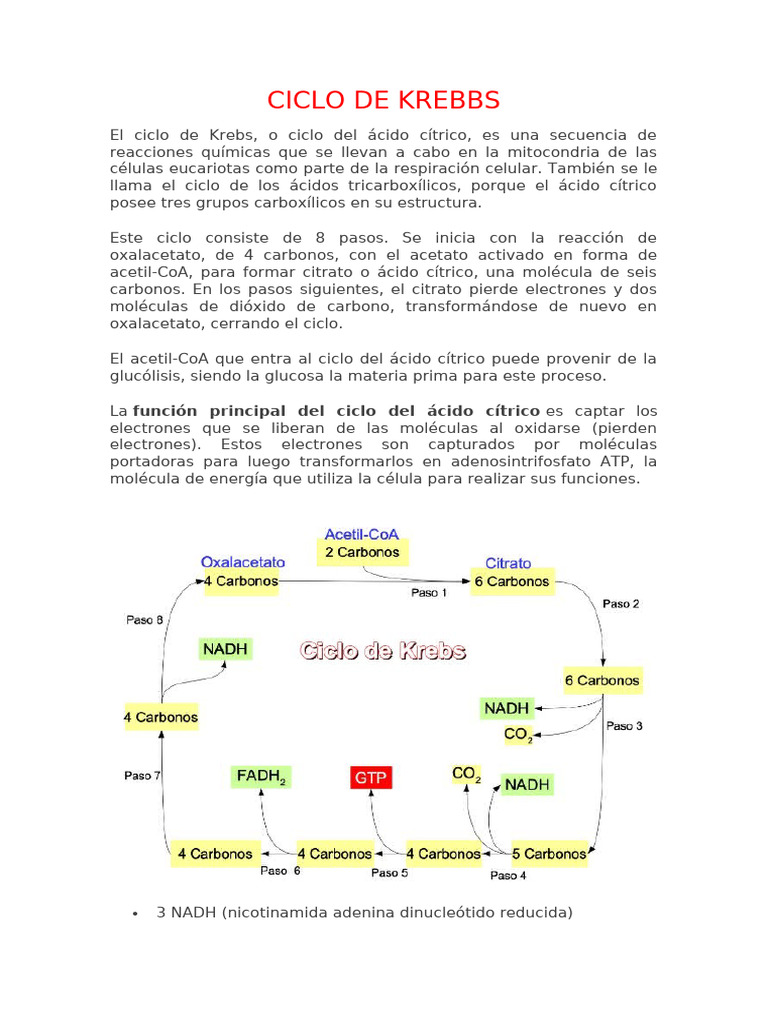 Ciclo de Krebbs | PDF | Ciclo del ácido cítrico | Química