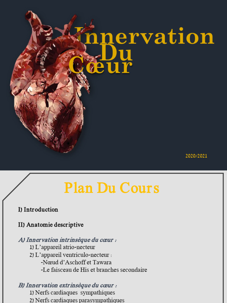 Innervation du Cœur: Aspects Clés | PDF | Cœur | Aorte