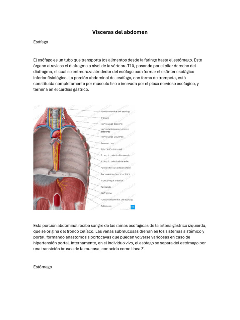 Vísceras Del Abdomen | PDF | Hígado | Estómago
