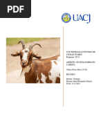 Lentivirus en ovinos: Maedi-Visna y diagnóstico | PDF | Retrovirus ...