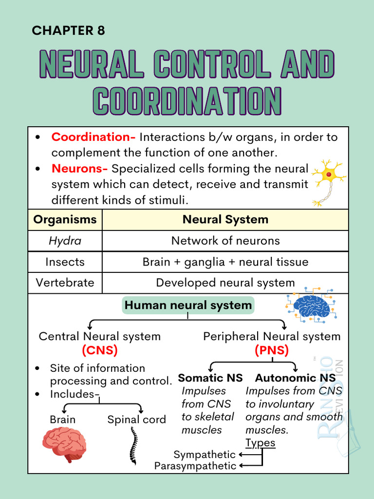 Neural Control and Coordination | PDF | Nervous System | Neuron