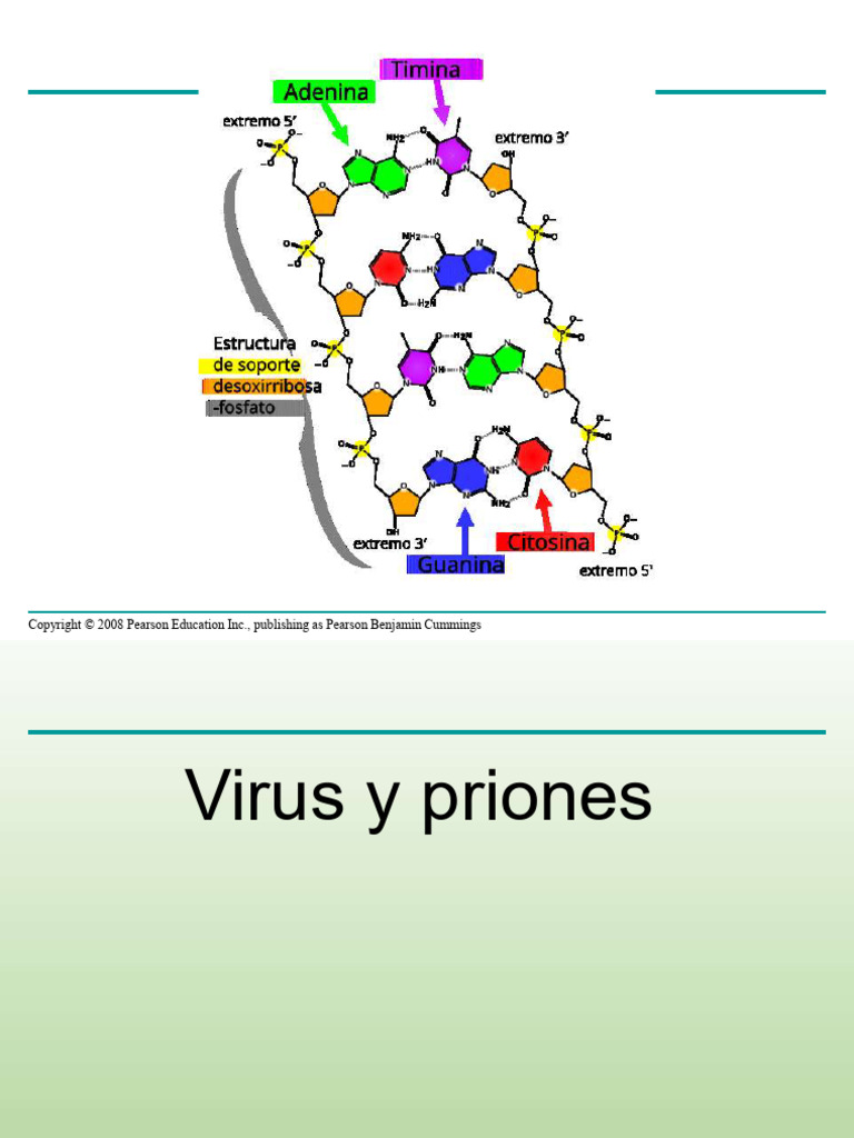 Tema 7 Virus - Compressed | PDF | Virus | Bacteriófago