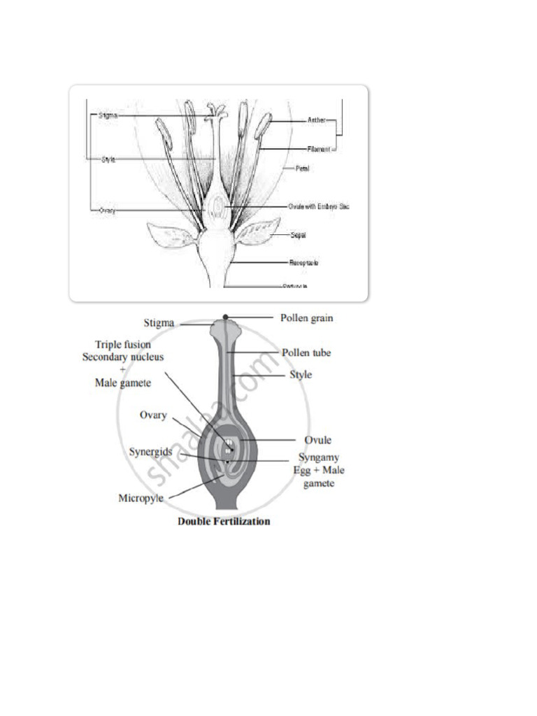 Diagram of Flower and Fertilization in Flower | PDF