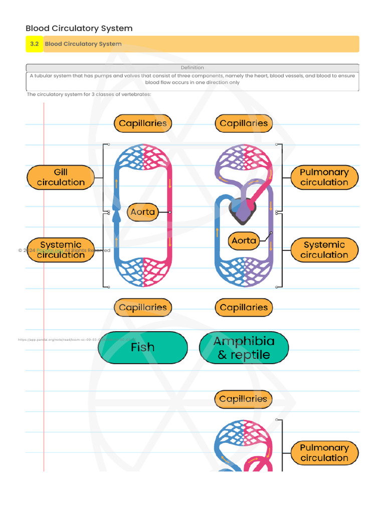 Circulatory System Overview | PDF | Ventricle (Heart) | Heart