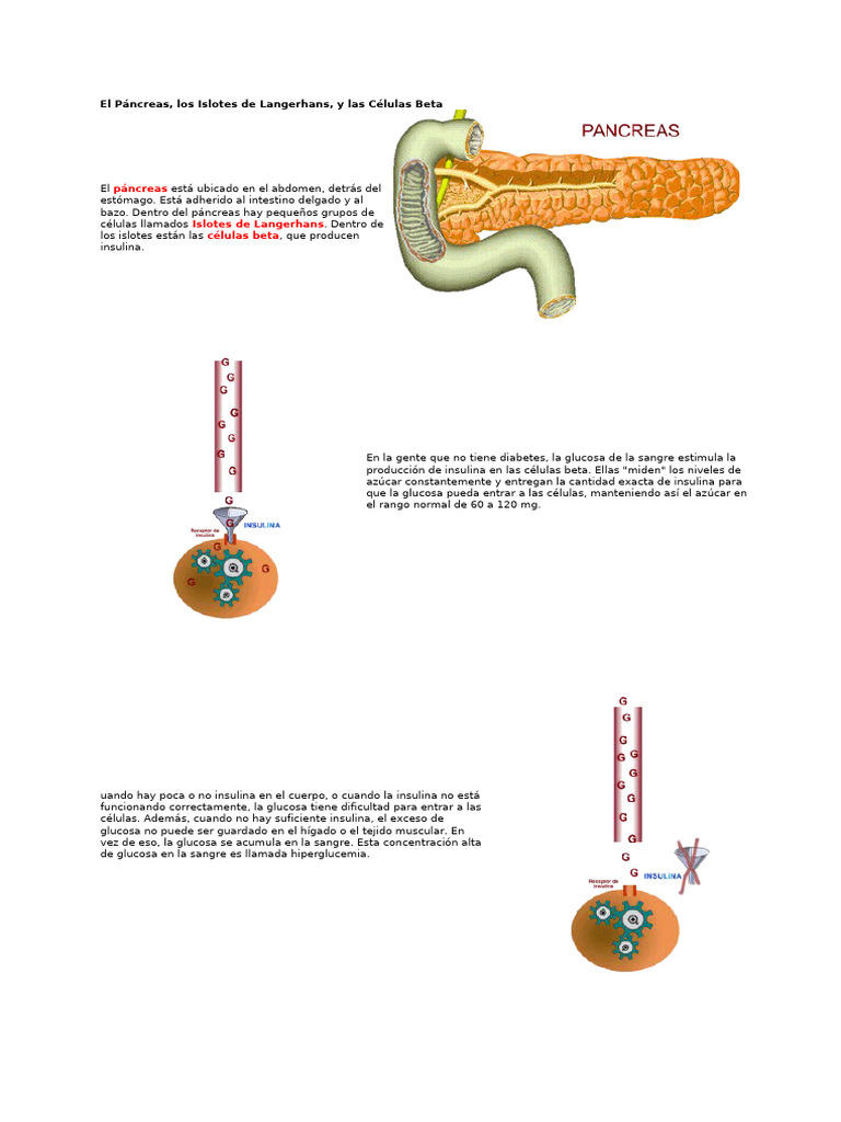 Función del Páncreas y Células Beta | PDF | Salud y bienestar