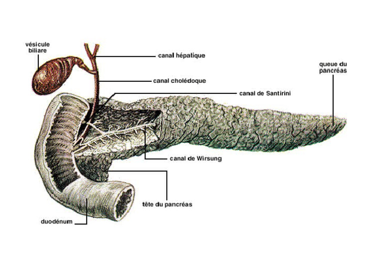 Pancreas Gif | PDF