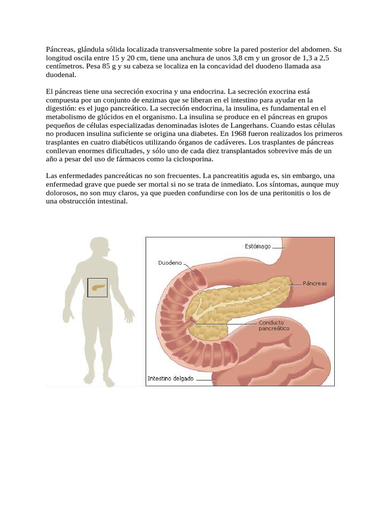 Páncreas | PDF | Páncreas | Insulina