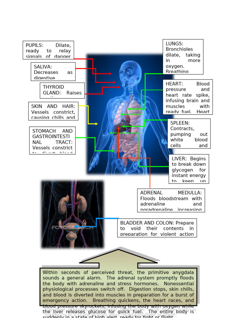 Body's Response to Danger Signals | PDF | Adrenal Gland | Heart