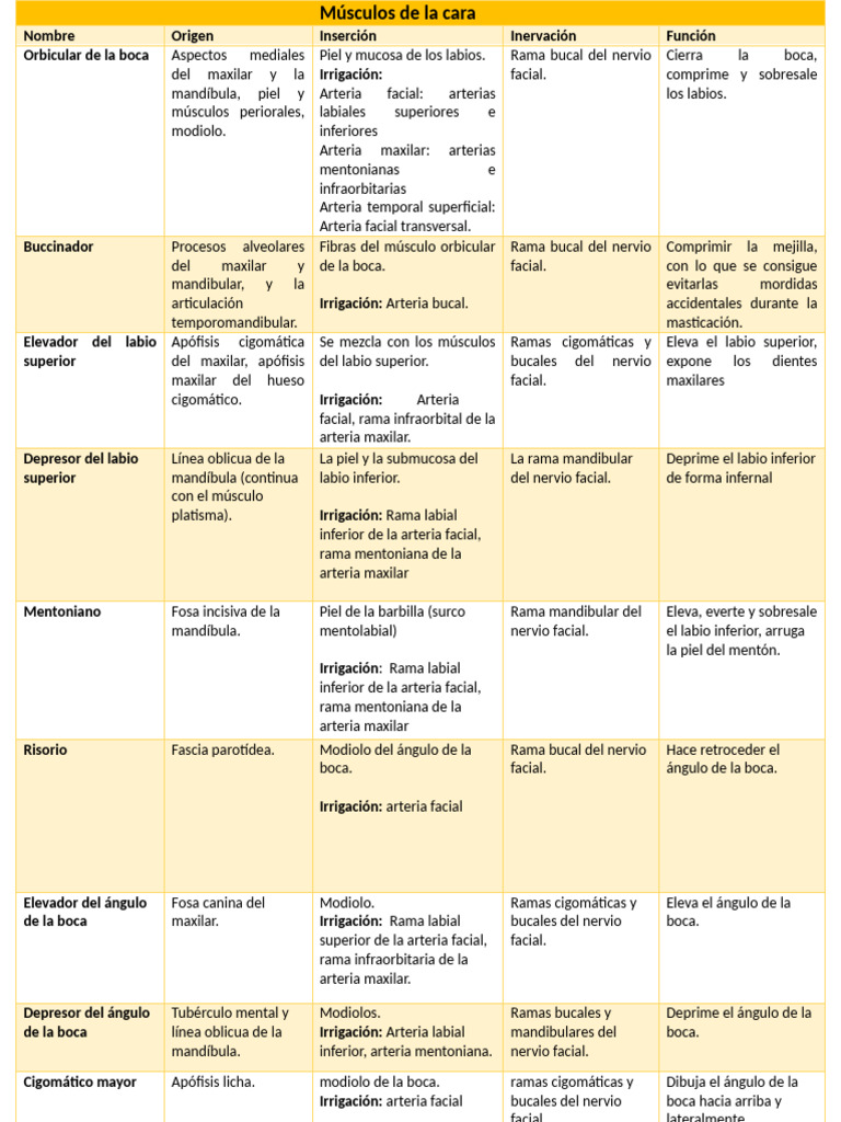 Anatomía de los Músculos Faciales | PDF | Cara | Cabeza y cuello humanos