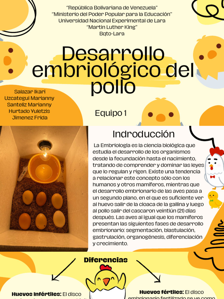 Desarrollo Embriológico Del Pollo Ikari Salazar - 20241031 - 201120 ...