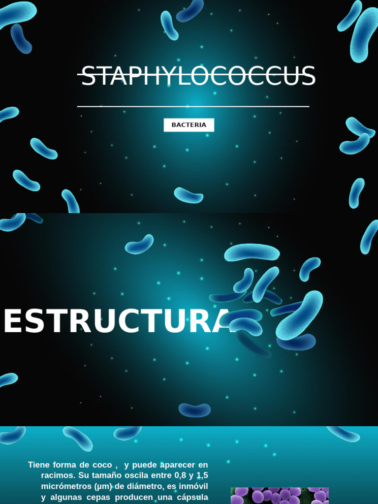 Infecciones por Staphylococcus aureus | PDF | Staphylococcus Aureus ...