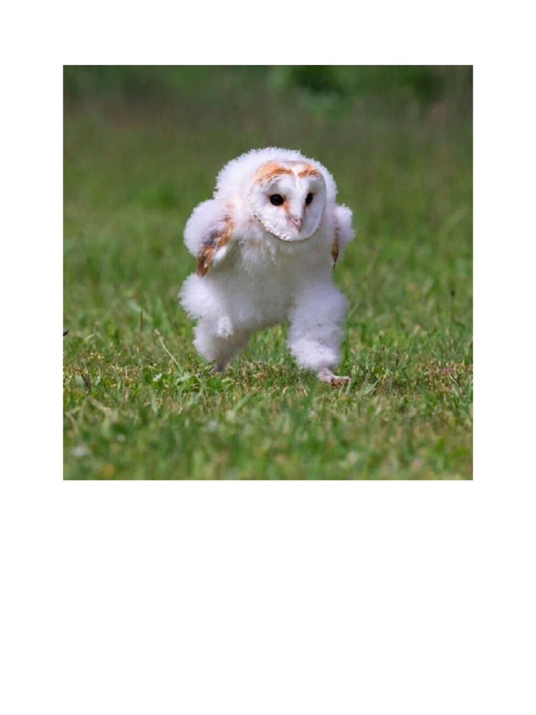 Burung Hantu Jalan | PDF