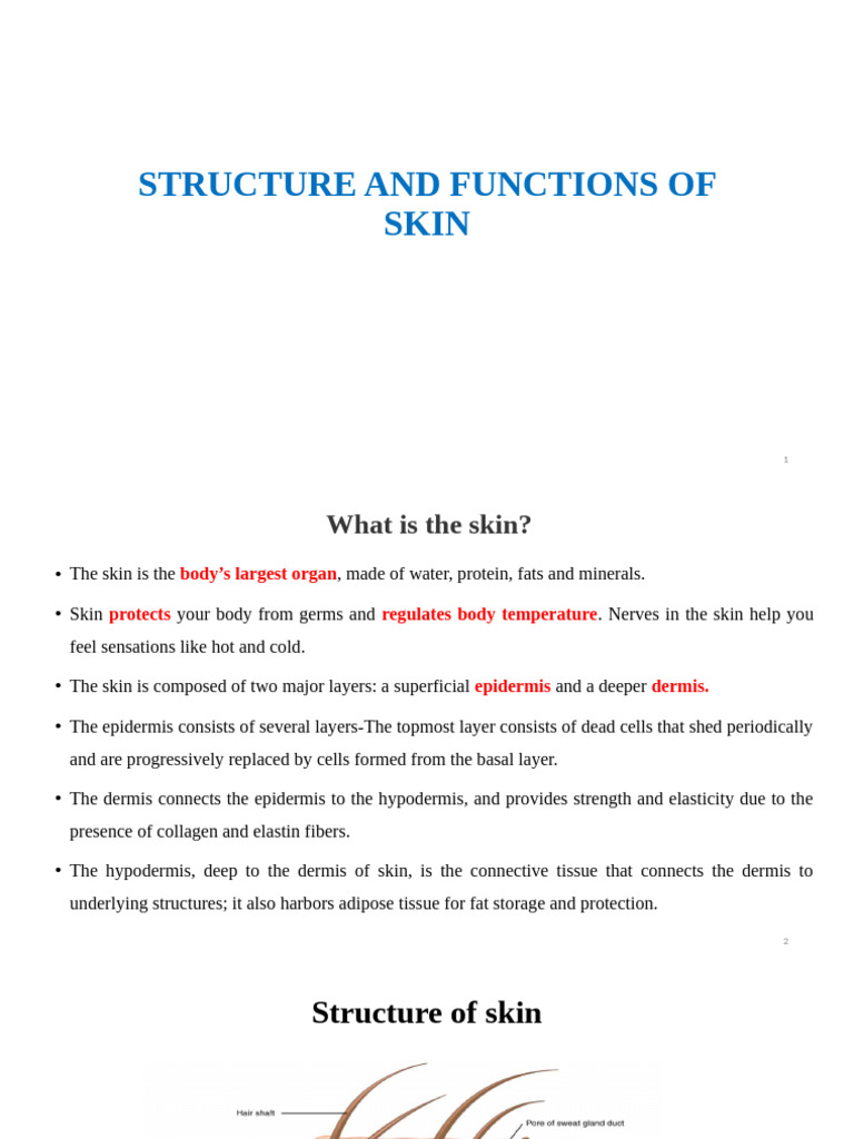 3.structure and Functions of Skin | PDF | Skin | Epidermis