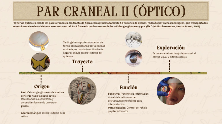 Par Craneal II (Óptico) | PDF