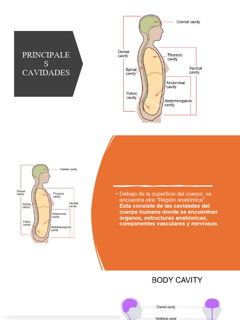 Principales Cavidades. | PDF | Tórax | Abdomen